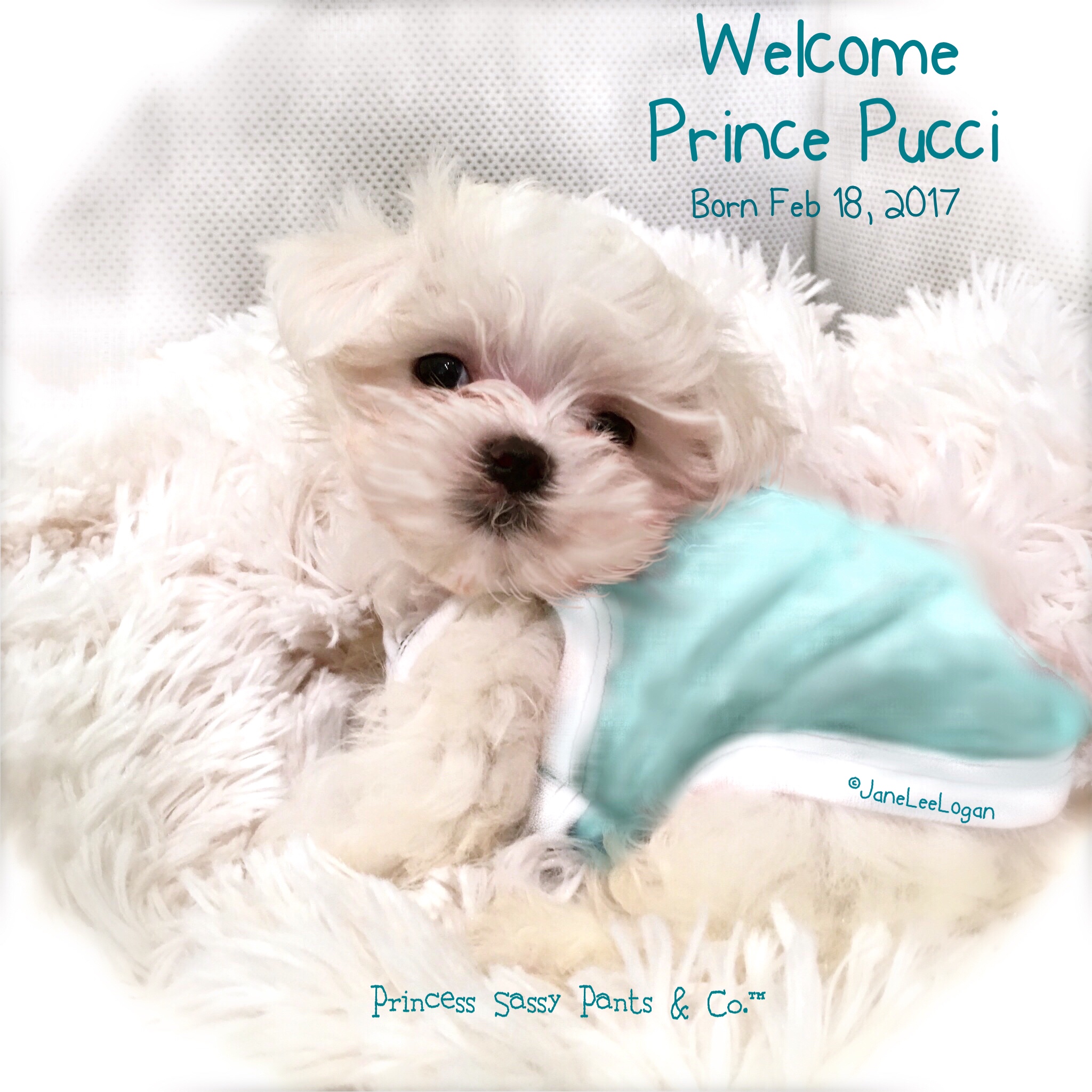 Here’s Prince Pucci, Prince Pup’s new little brother! | Princess Sassy ...